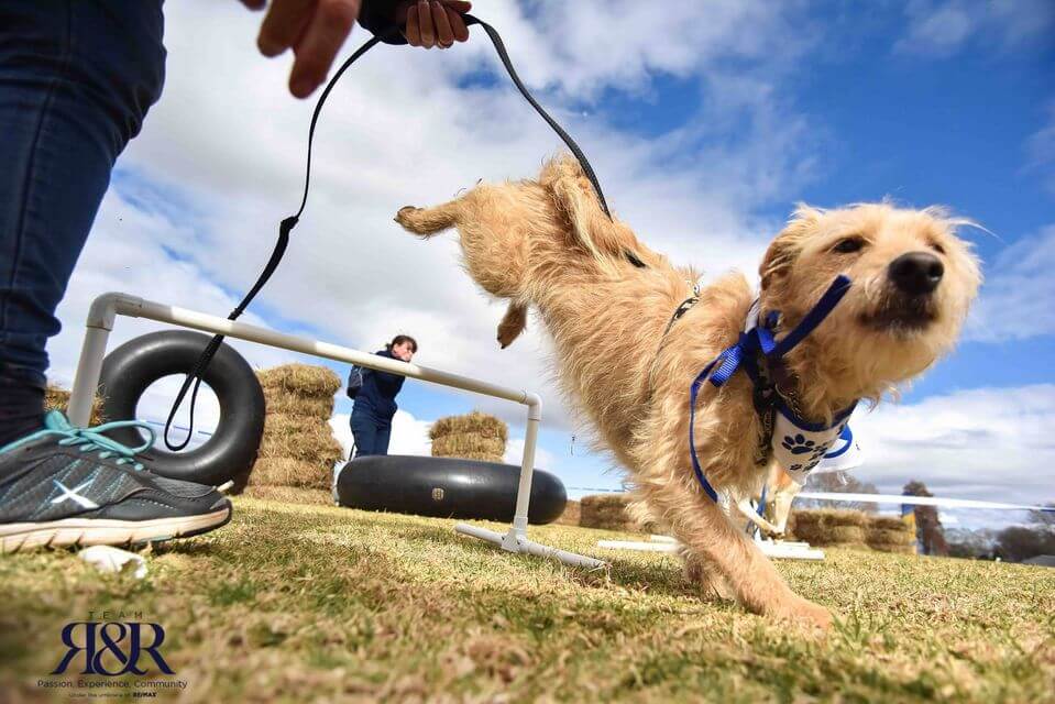 Hill's 1000 Paws Walk - Back in 2021! - Moms of the Midlands